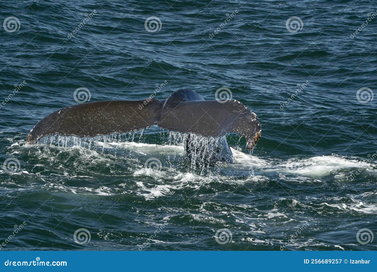 Humpback Whale in Cape Cod Whale Watching while Fluking Stock Image ...