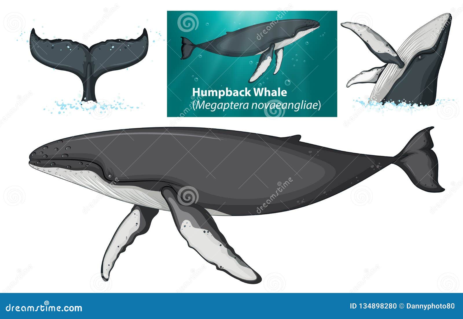A humpback whale character stock vector. Illustration of drawing ...