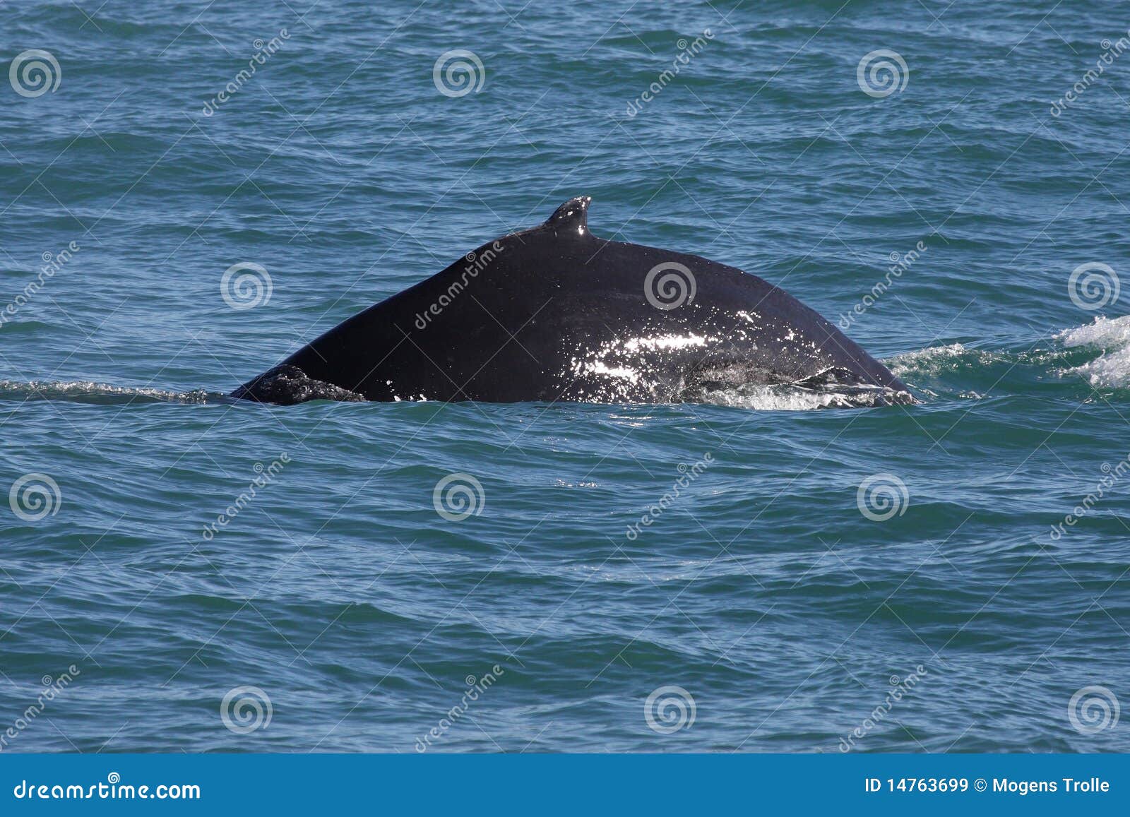 Humpback whale diving stock image. Image of mammal, wildlife - 14763699