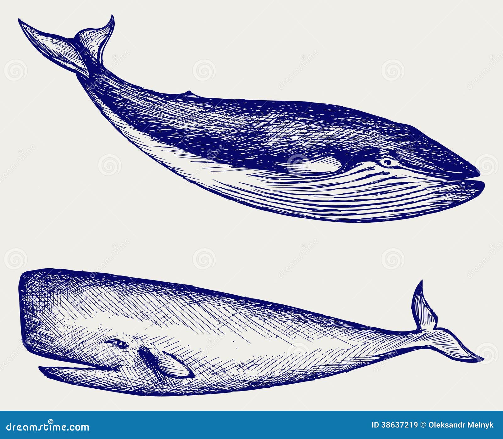 Humpback Whale Icon Isolated On White Background Cartoon Realistic ...