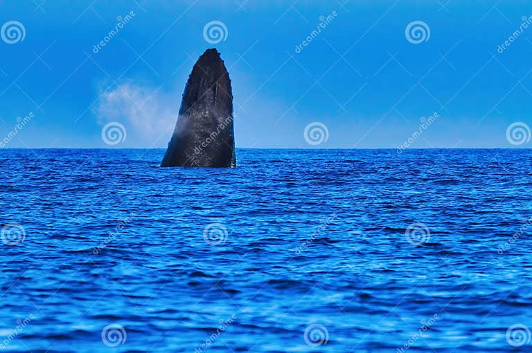 Humpback Whale Exploding To the Surface. Stock Image - Image of blue ...