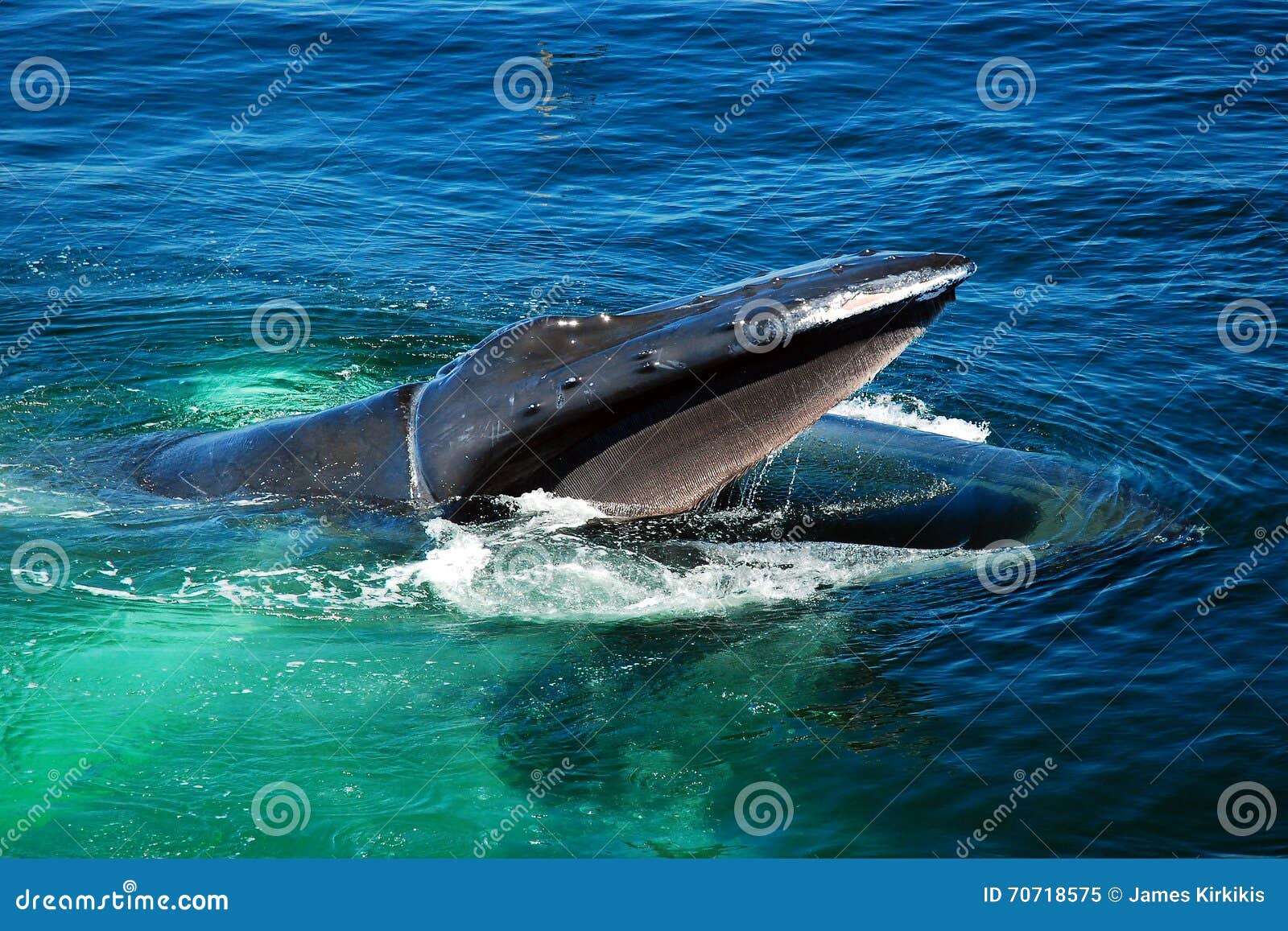 Humpback whale feeding stock image. Image of east, america - 70718575