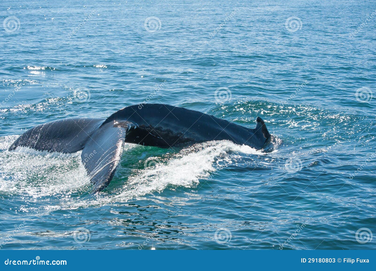 Humpback whale fin stock image. Image of balaenopteridae - 29180803