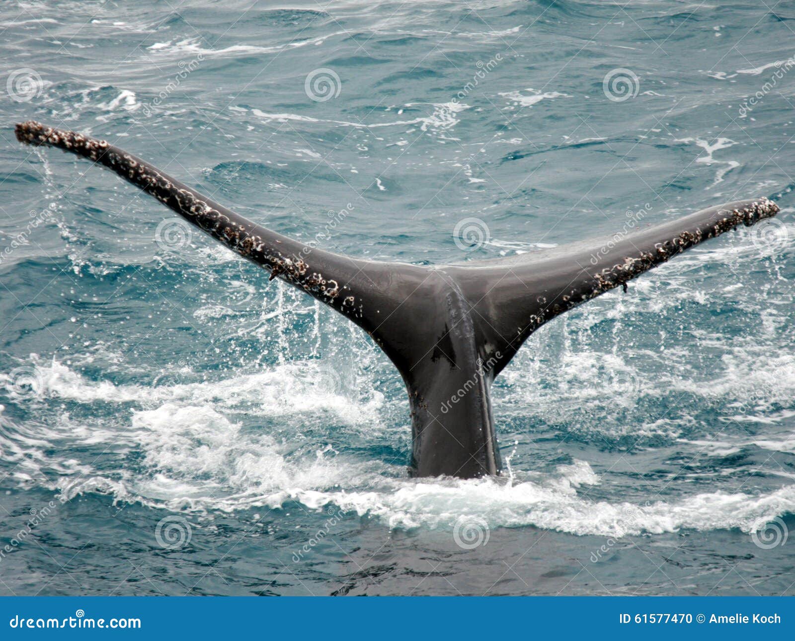 Humpback whale fin stock photo. Image of station, megaptera - 61577470