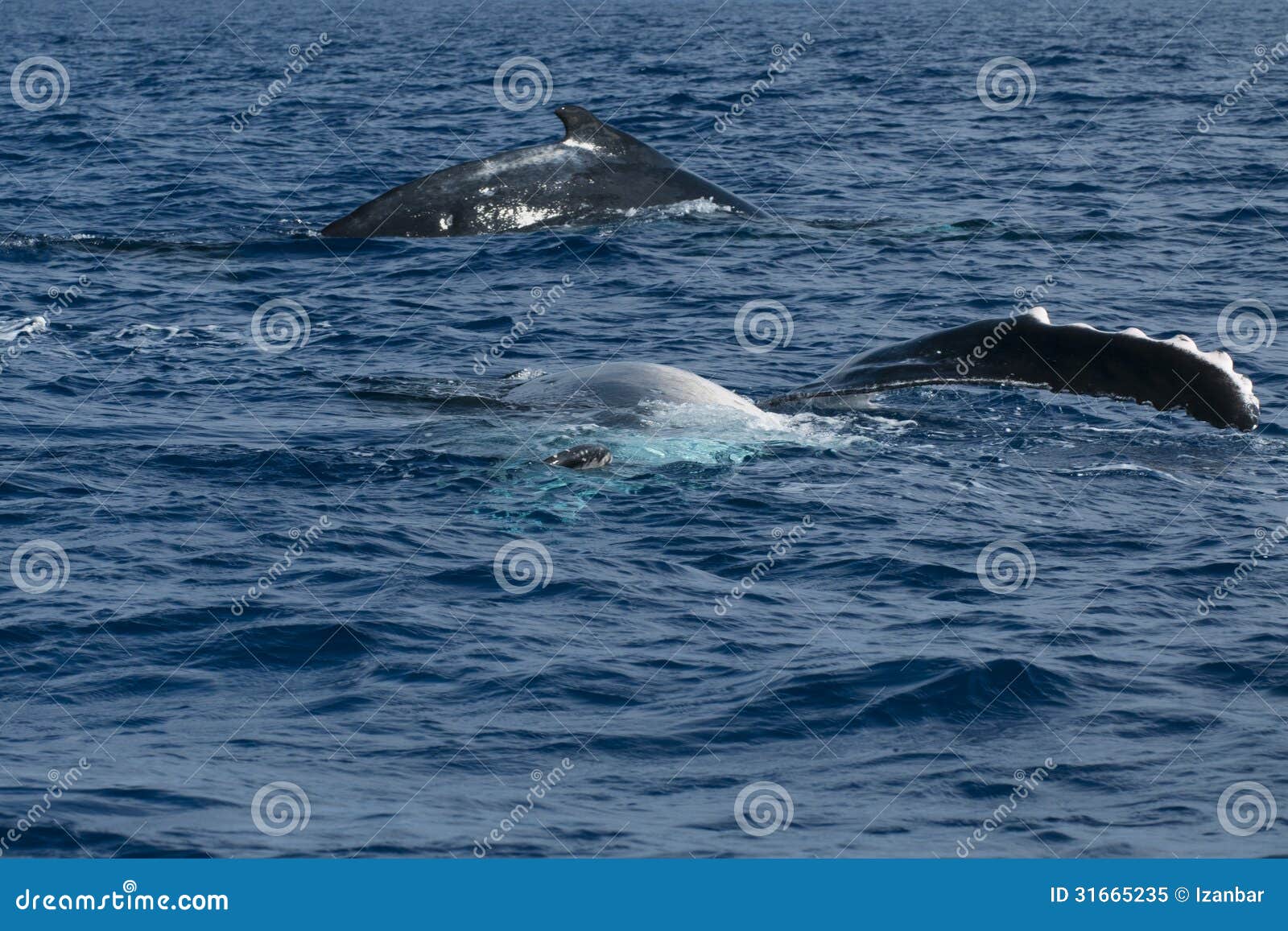 Humpback Whale Fin and Back Going Down in Blue Polynesian Sea Stock ...