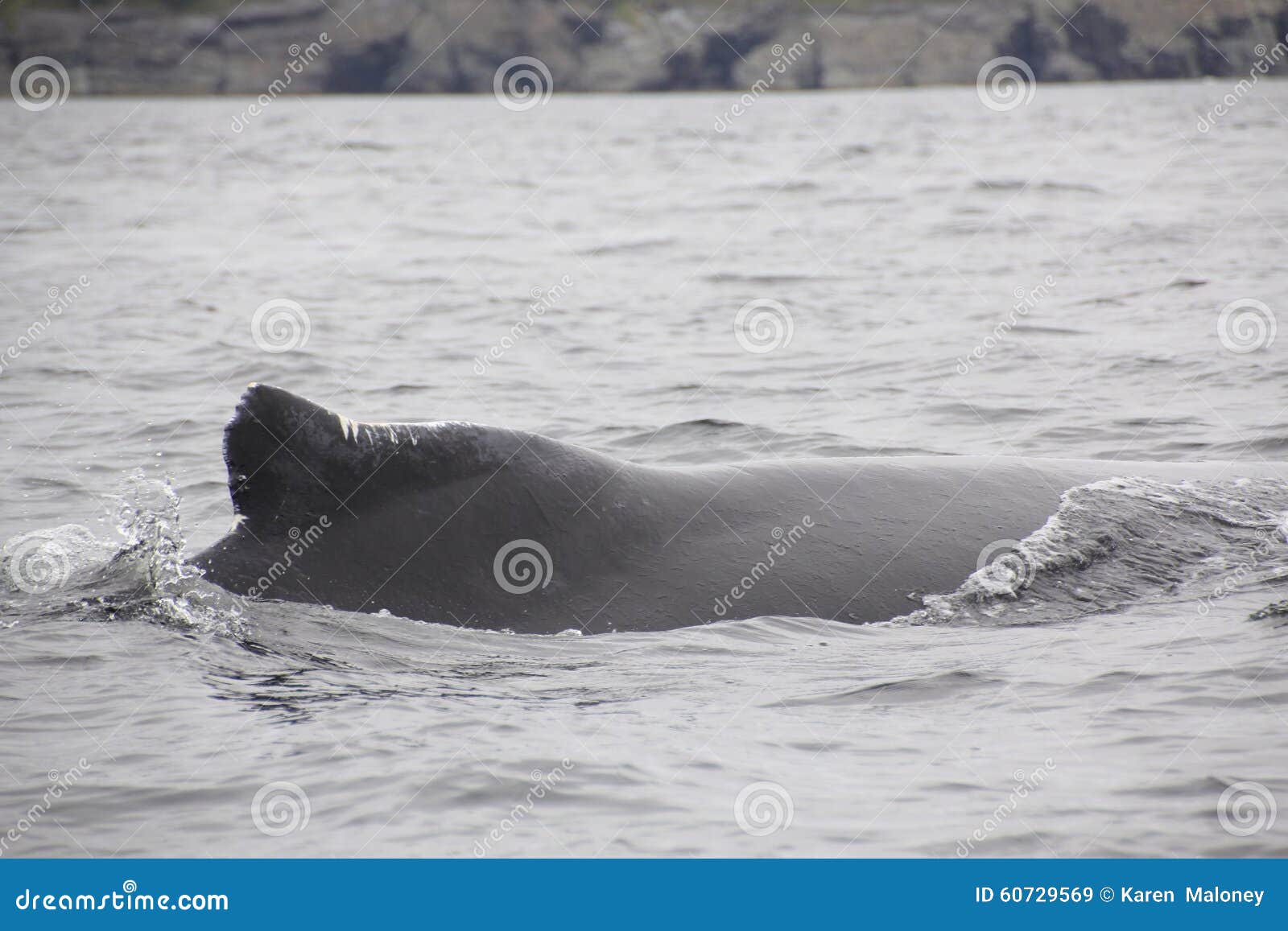 Humpback Whale fin stock image. Image of mammal, marine - 60729569