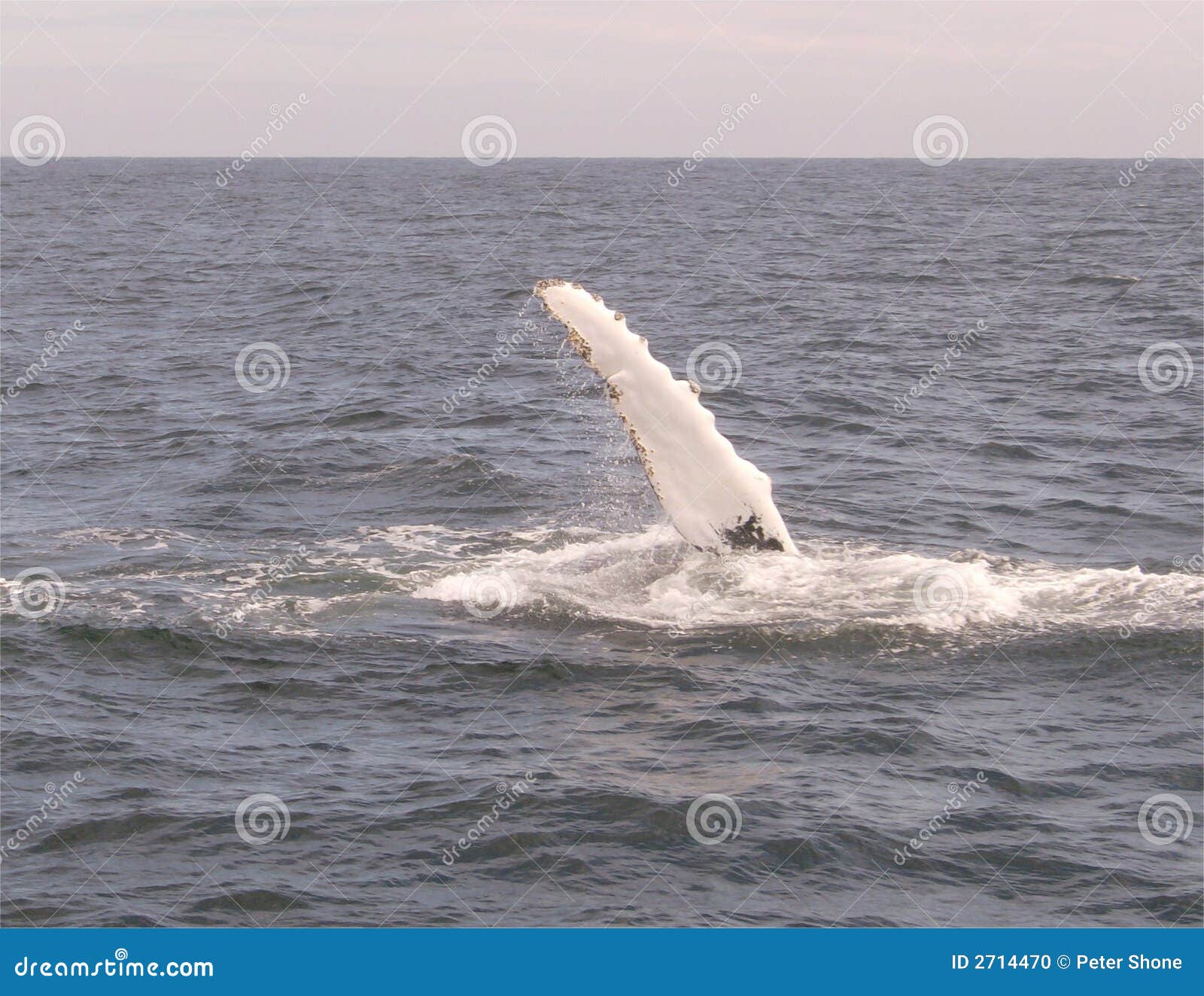 Humpback Whale Flipper Picture. Image: 2714470