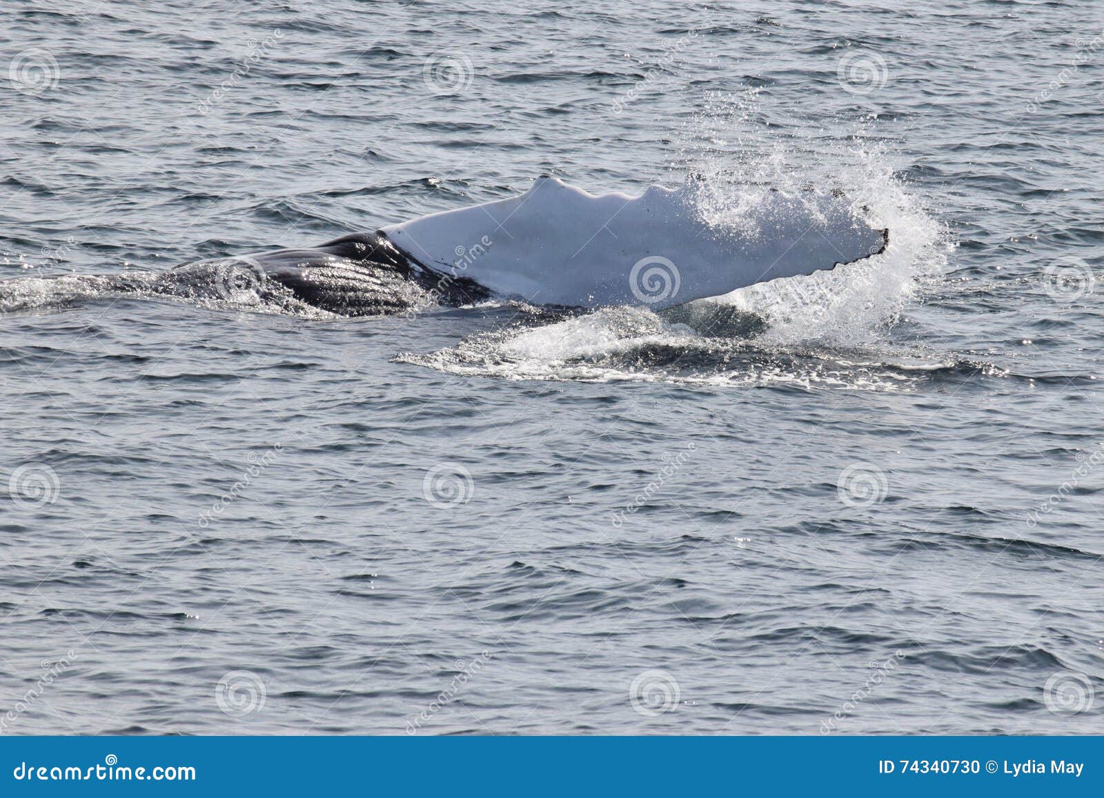 Humpback whale flipper stock photo. Image of water, stellwagen - 74340730
