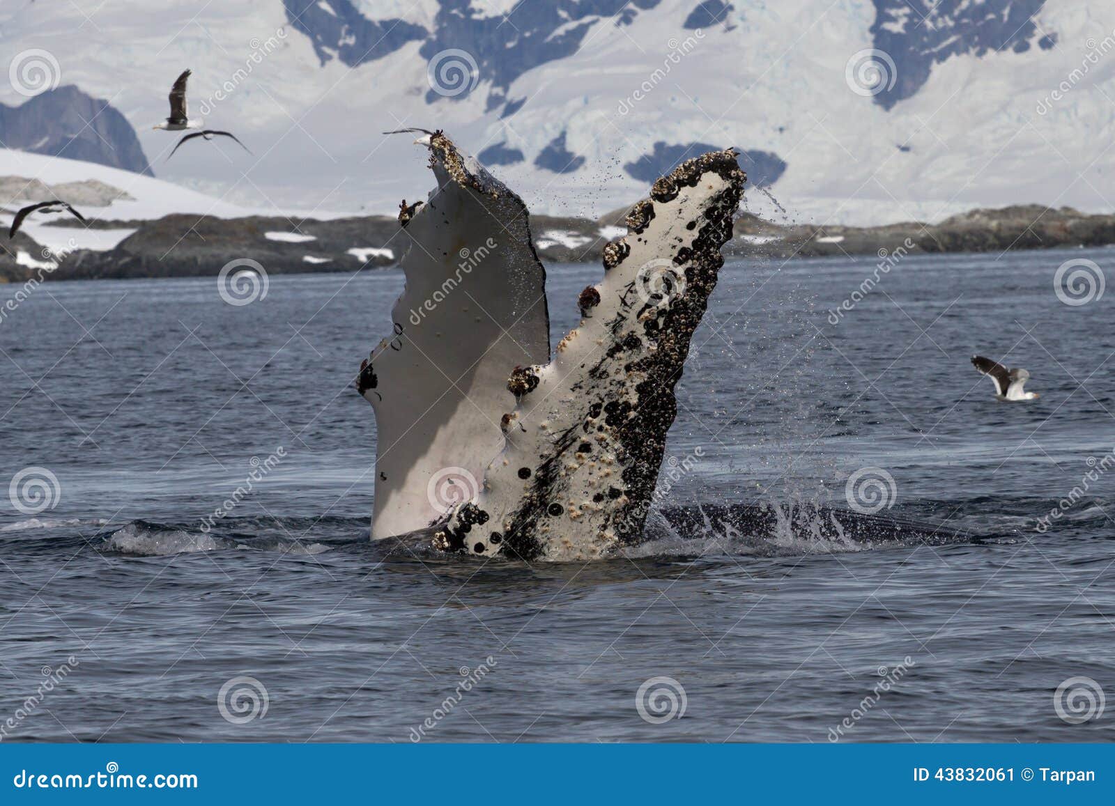 Humpback Whale Flippers that Flips Under Water Stock Image - Image of ...