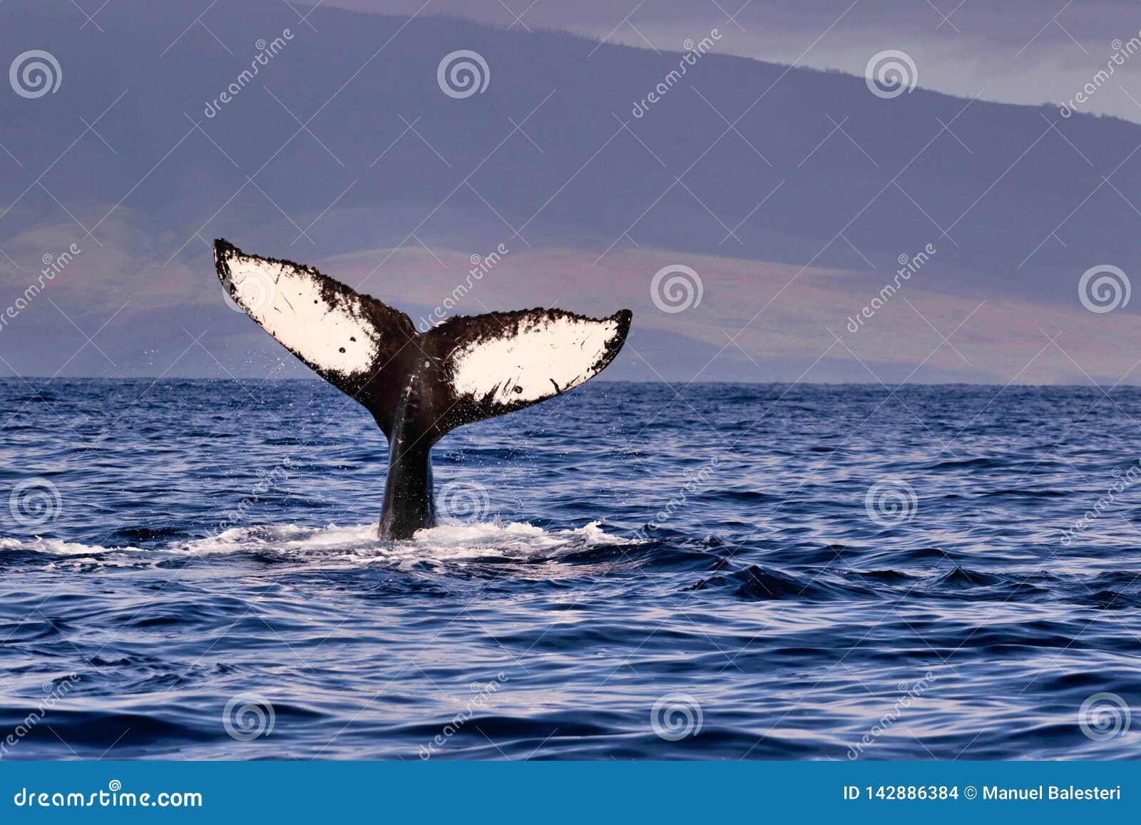 Whale Fluke With Ocean Spray In Cabo San Lucas Mexico Stock Photo ...