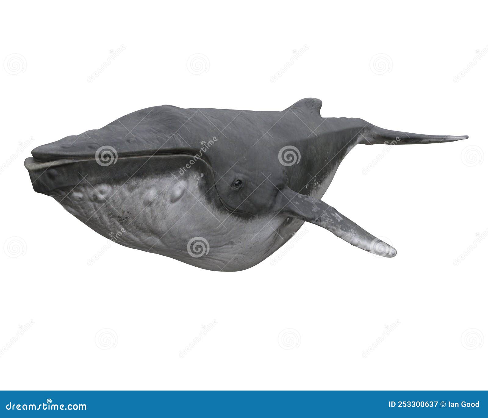 Humpback Whale Front Perspective View. 3D Rendering Isolated on White ...