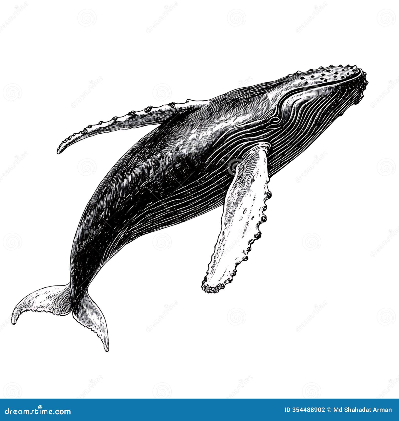 Humpback Whale Illustration, Detailed Ink Drawing Stock Illustration ...