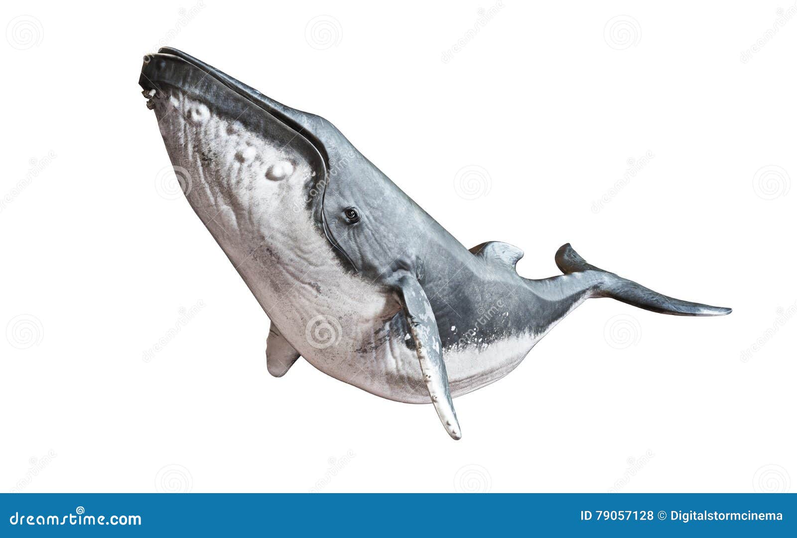 Whale White Background