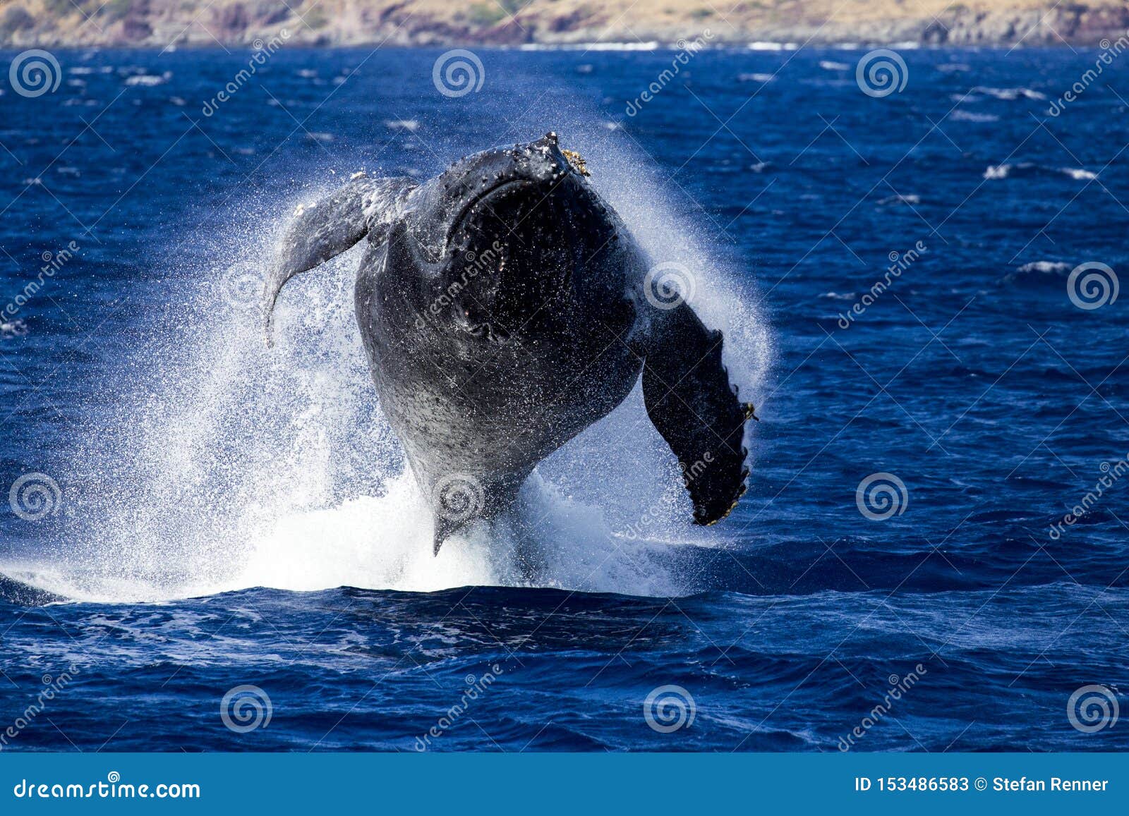 Humpback Whale Jump Stock Image Image Of Mammal Closeup 153486583