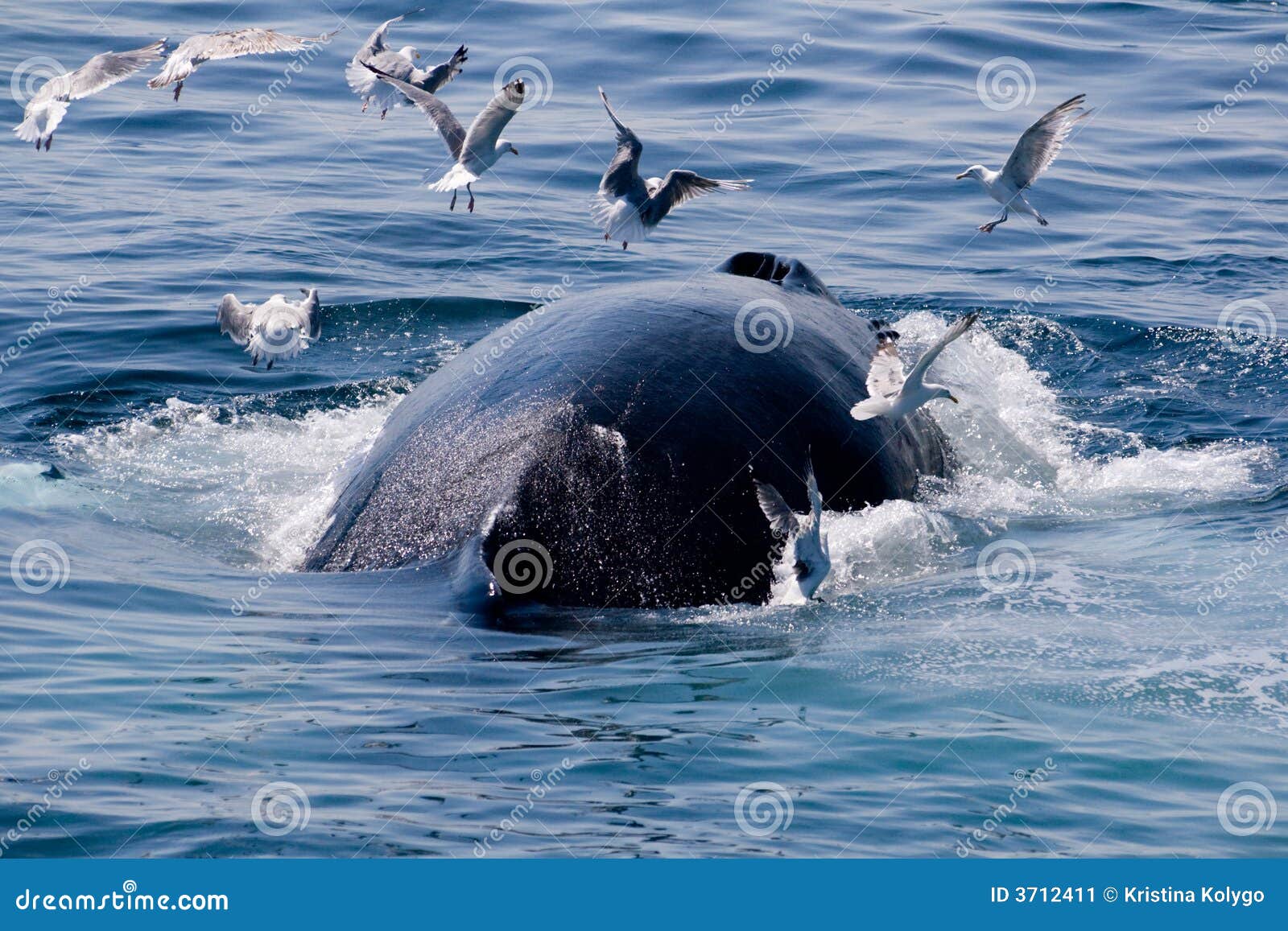 Humpback Whale/Megaptera Novae Stock Image - Image of loot, humpback ...