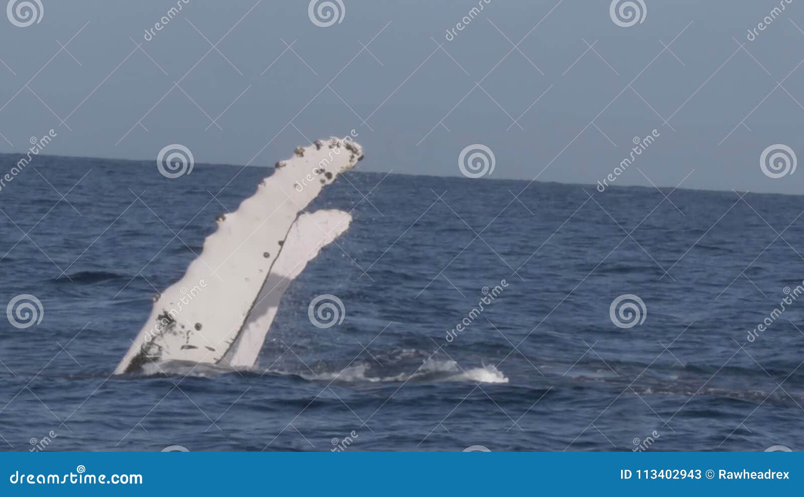 Humpback Whale Performing a Fin Slap. Stock Video - Video of whale ...