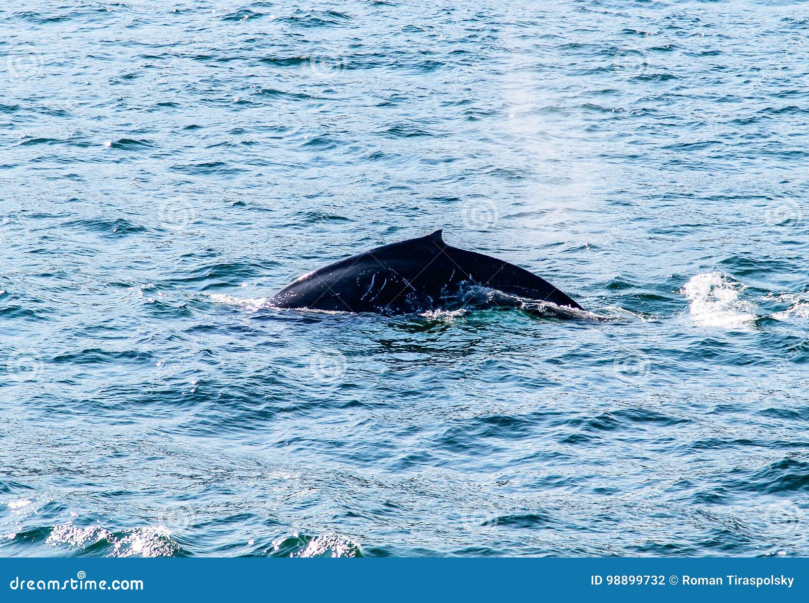 Humpback whale`s back stock photo. Image of marine, outdoor - 98899732