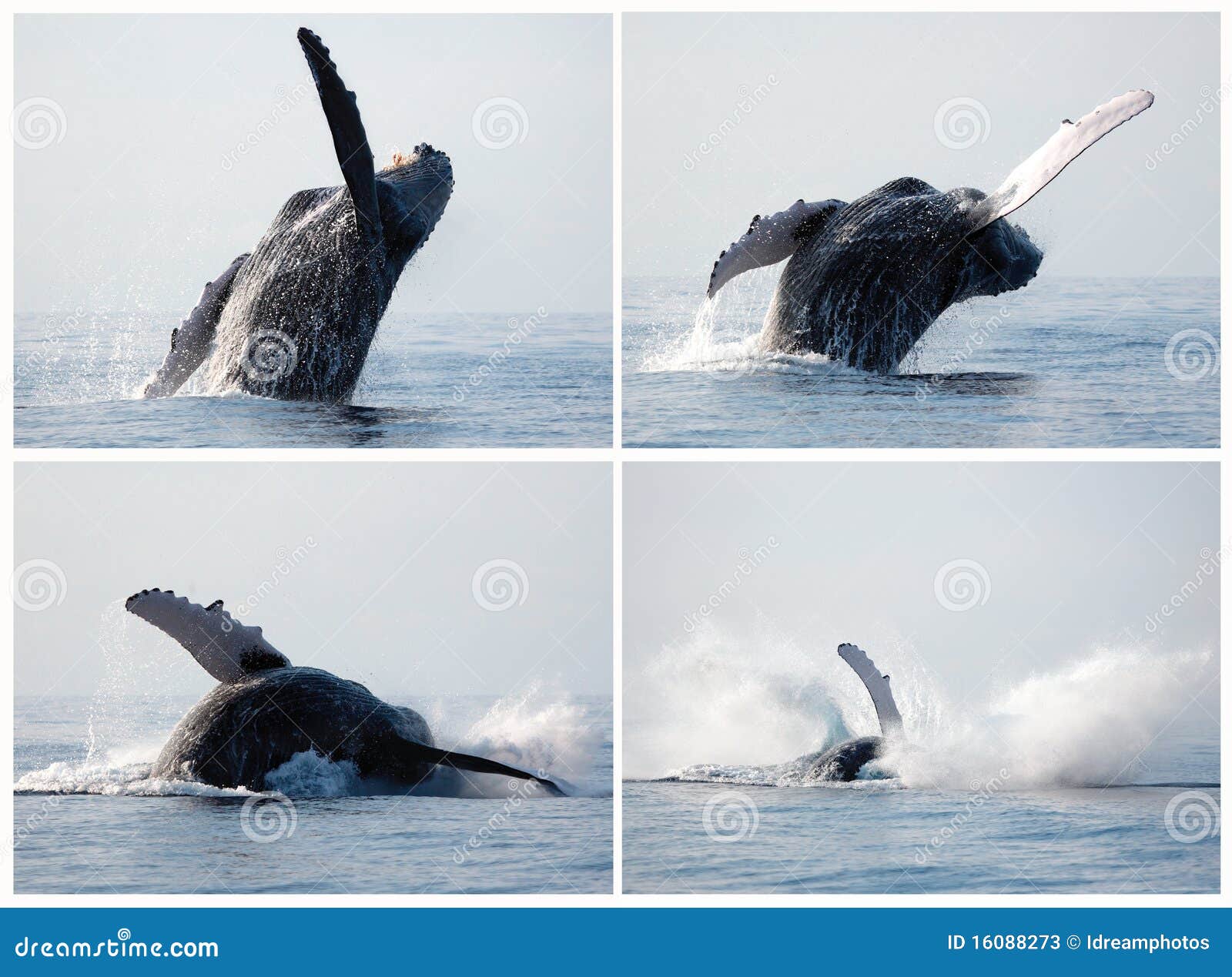 Humpback Whale Series Breaching Stock Image - Image of humpback, whale ...