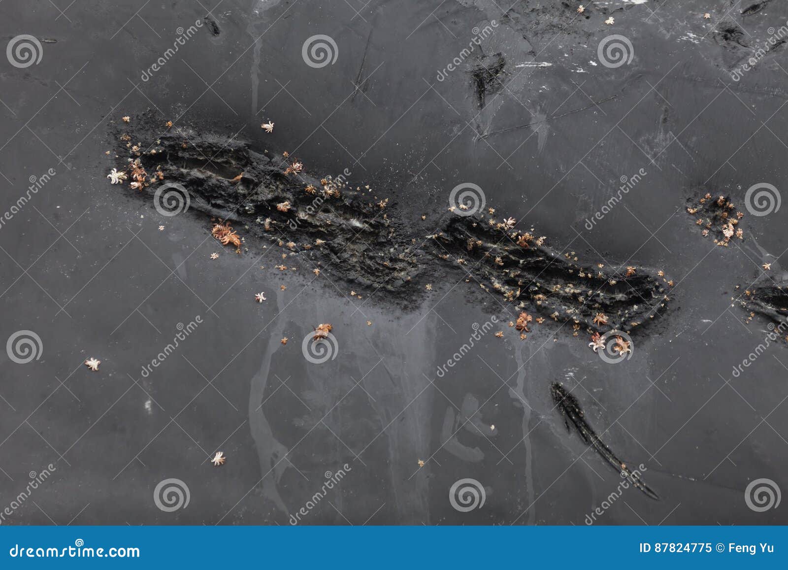 Whale Skin Texture Stock Photos - Free & Royalty-Free Stock Photos from ...