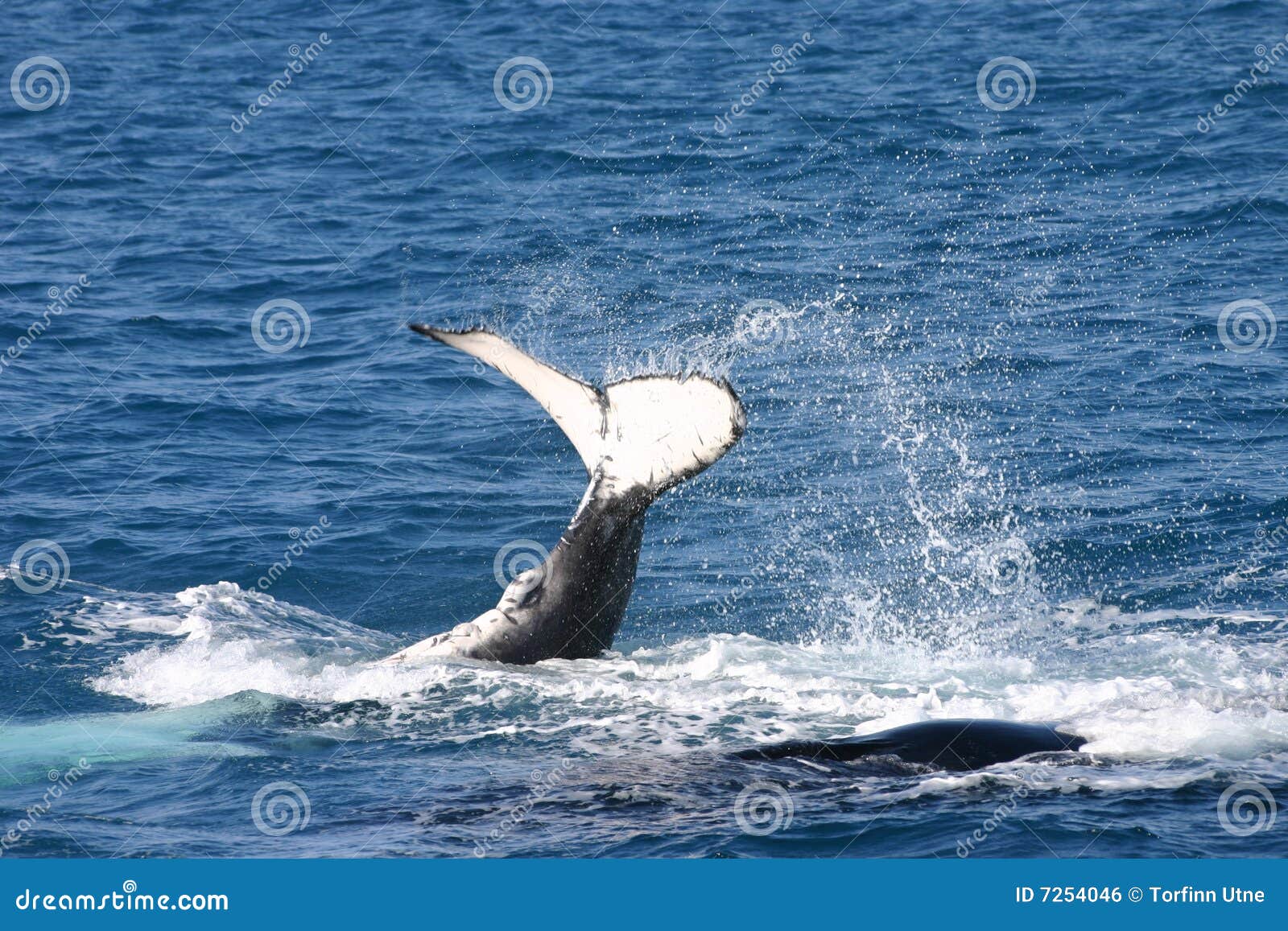 Humpback whale splashing stock photo. Image of marine - 7254046