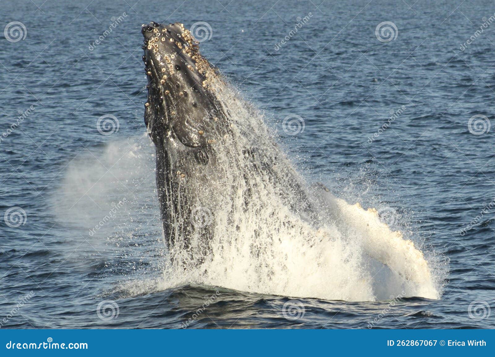 Breaching Humpback Whale stock image. Image of dolphin - 262867067