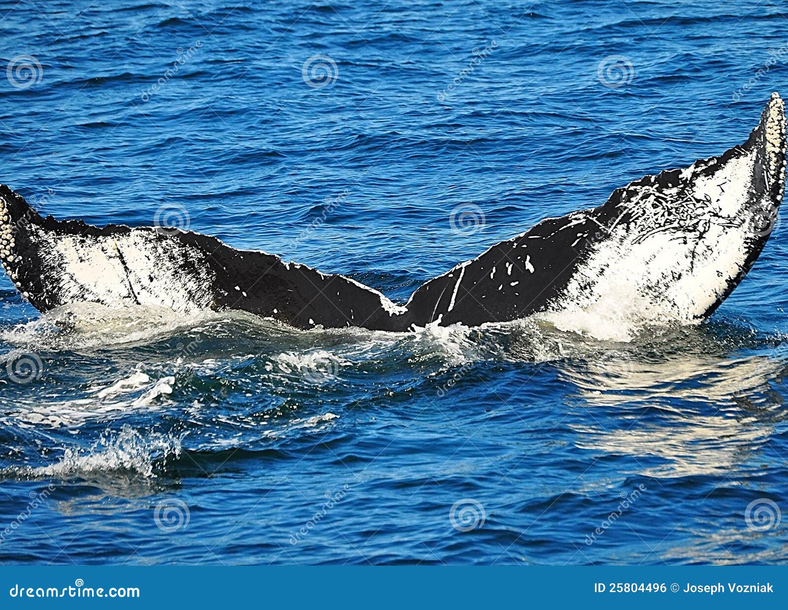 Humpback Whale Tail stock photo. Image of blue, nature - 25804496