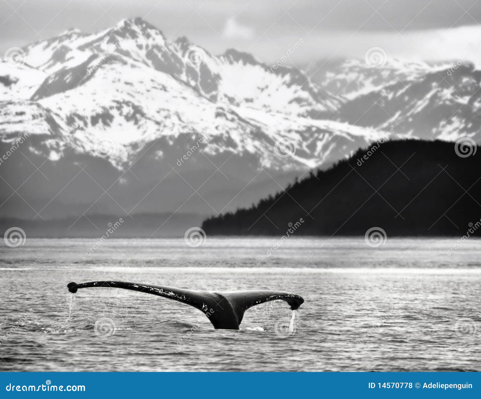 Humpback Whale Tail, Alaska Stock Photo - Image of marine, ocean: 14570778