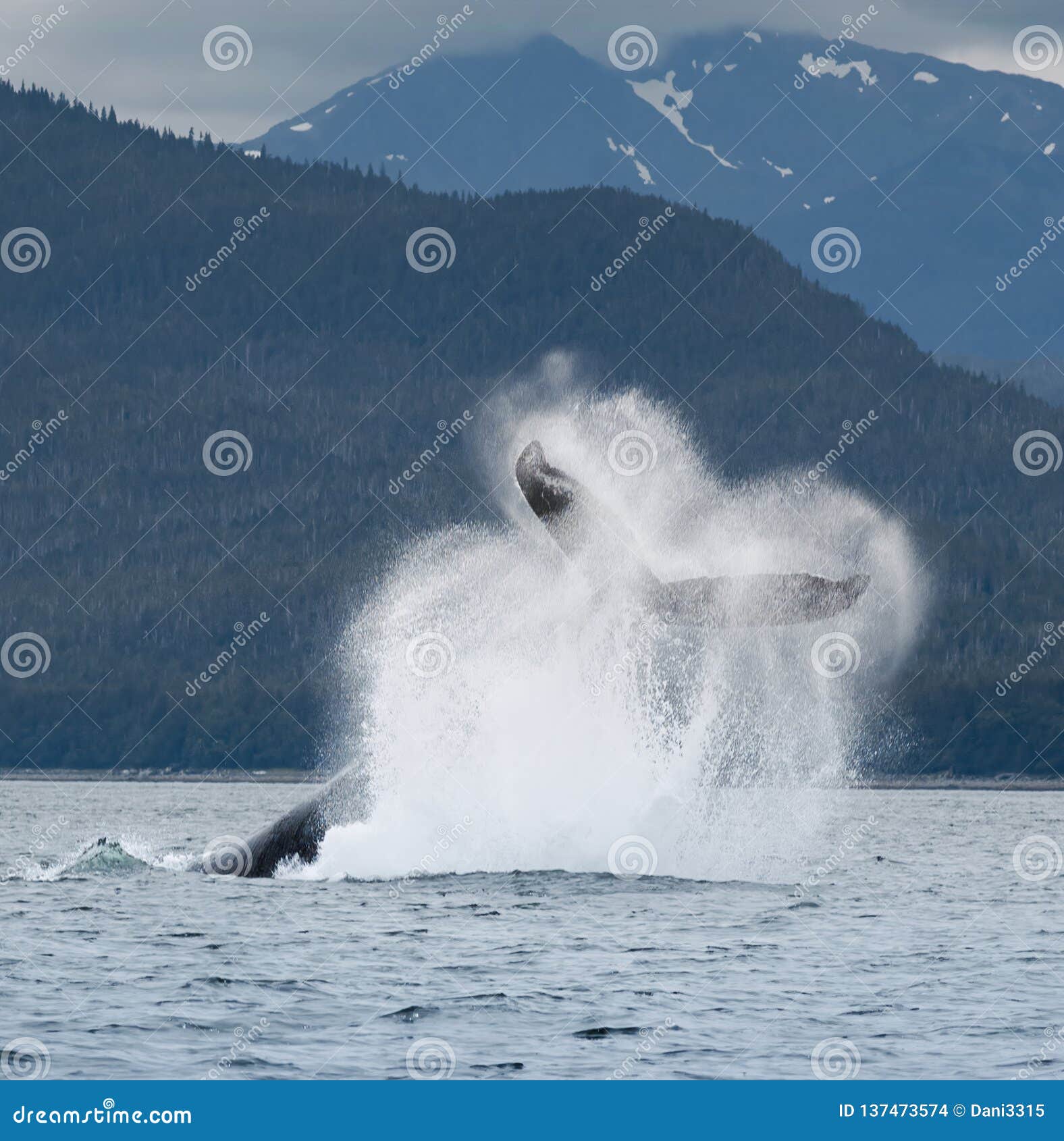 Humpback Whale Tail Flip, Alaska Stock Photo - Image of humpback ...