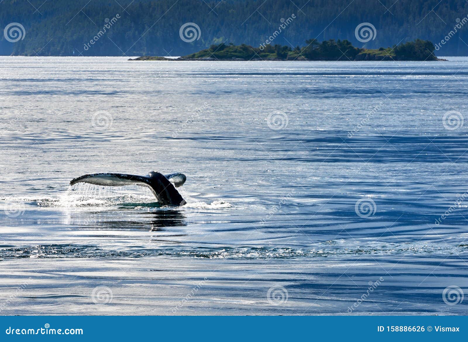 Humpback Whale Tail Fluke stock photo. Image of behavior - 158886626