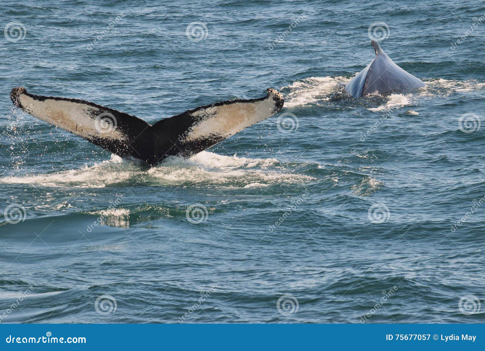 Humpback Whale Tail (fluke) Stock Image - Image of lances, feed: 75677057