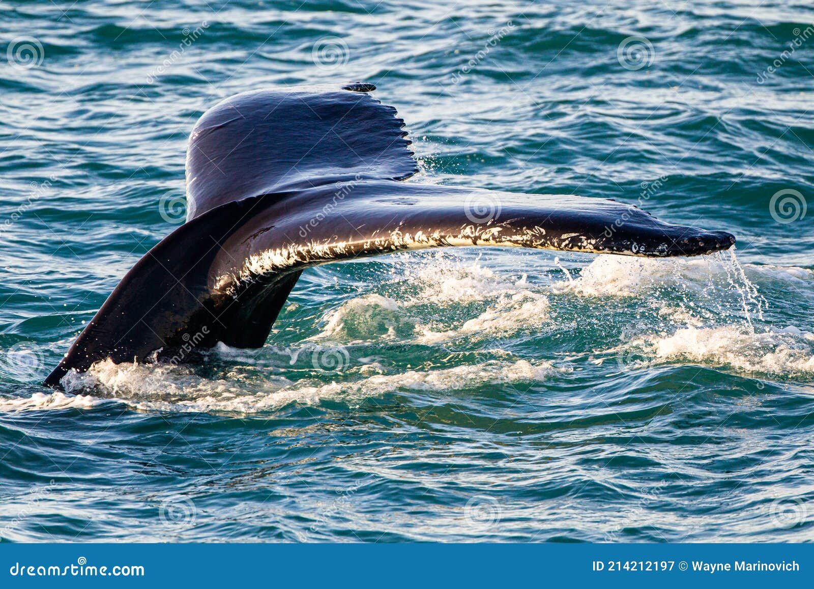 Humpback Whale Tail Flukes As they Dive for Prey in the Arctic Stock ...