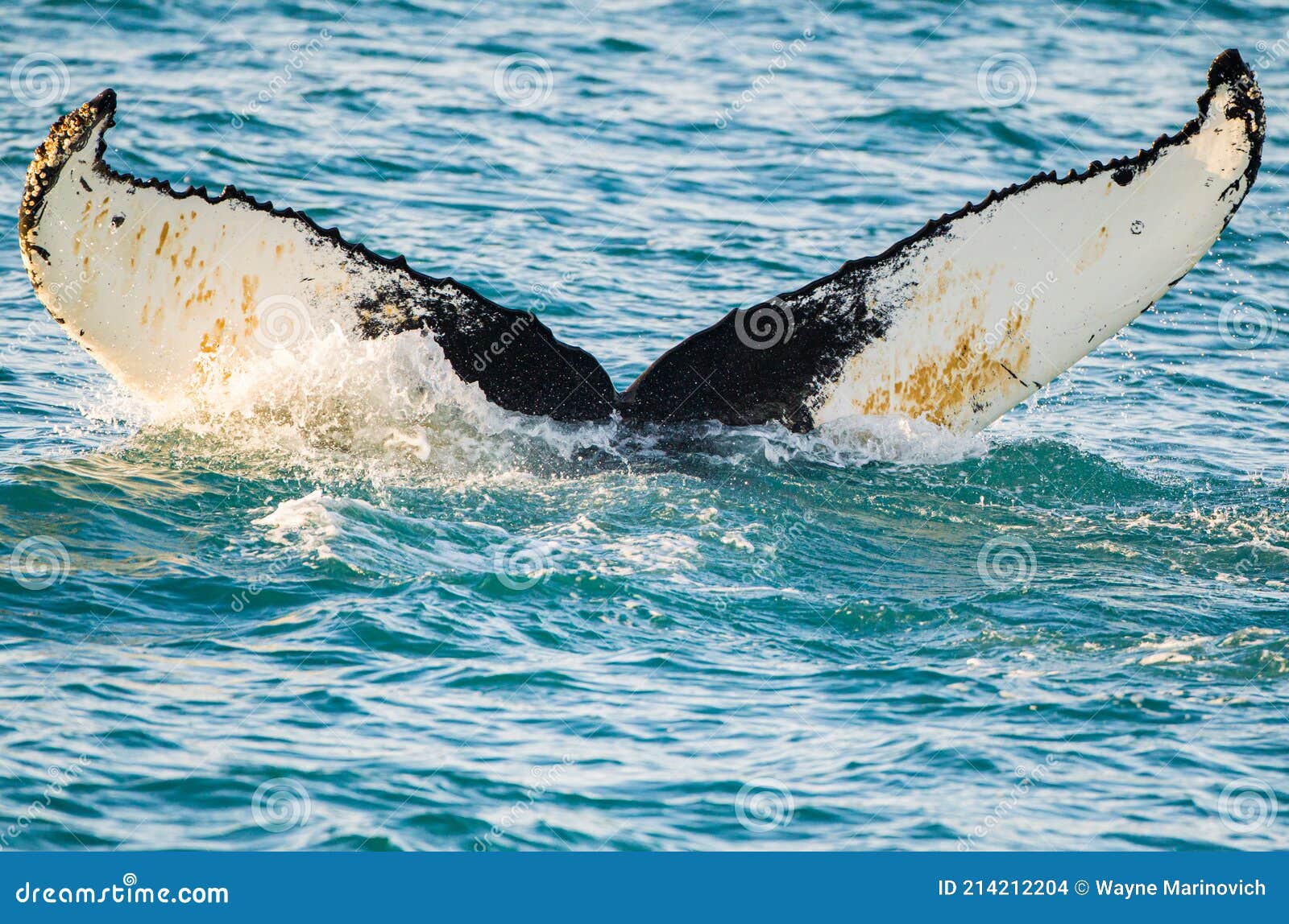 Humpback Whale Tail Flukes As they Dive for Prey in the Arctic Ocean ...