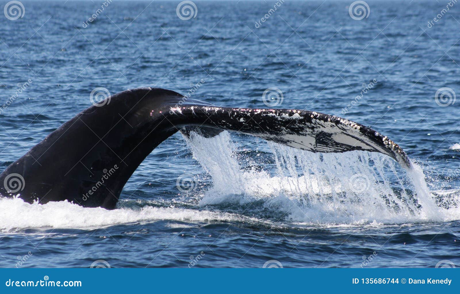 Humpback Whale Tail stock photo. Image of mammal, travel - 135686744 Humpback Whale Tail stock photo. Image of mammal, travel - 135686744
