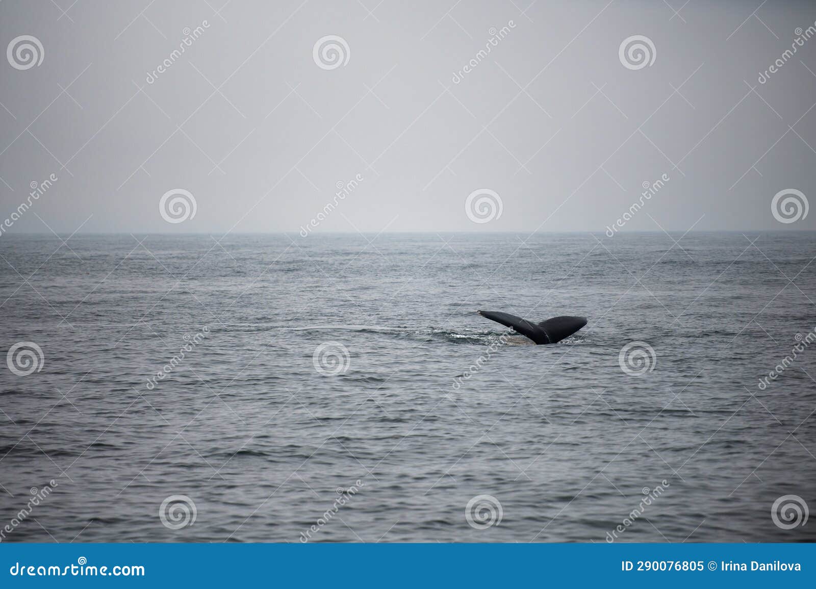 Humpback whale tail stock image. Image of whale, horizon - 290076805 Humpback whale tail stock image. Image of whale, horizon - 290076805