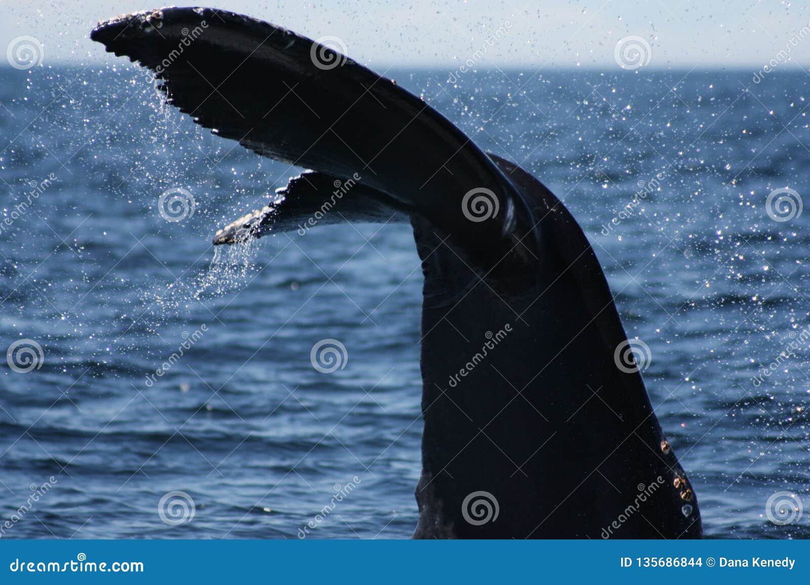 Humpback Whale Tail in the Ocean Stock Photo - Image of watching ... Humpback Whale Tail in the Ocean Stock Photo - Image of watching ...