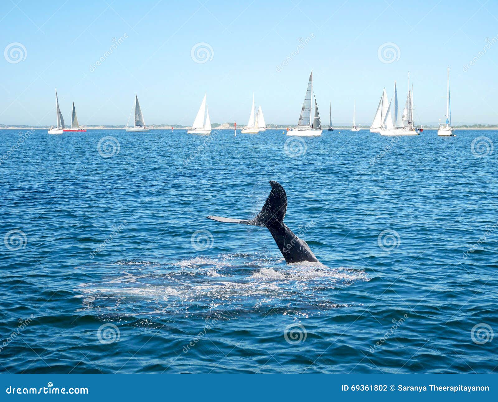 Humpback Whale Tail and Sailing Boat Stock Photo - Image of race, hobby ...