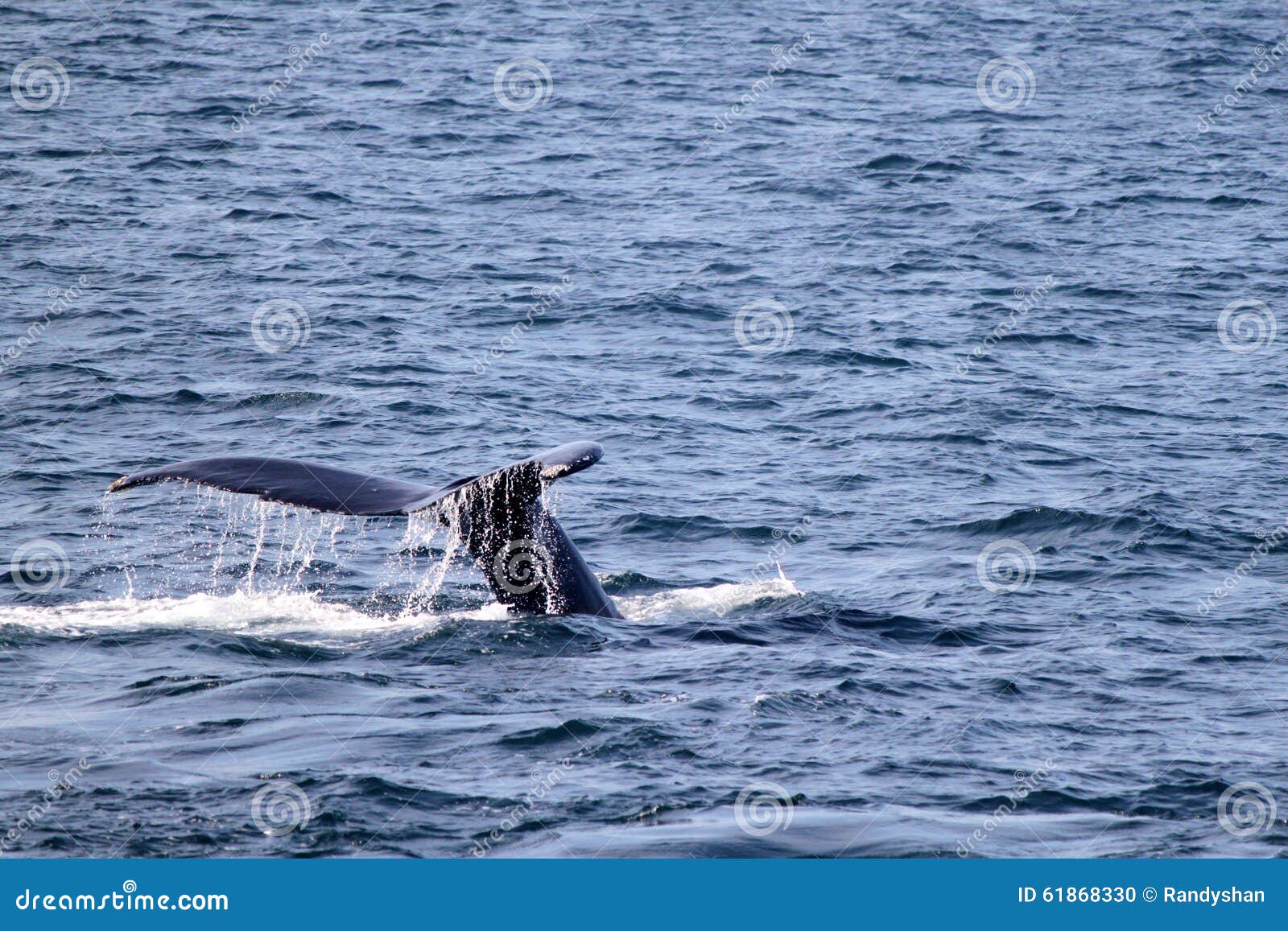 Humpback Whale Tale in Atlantic Near Boston Stock Photo - Image of ...