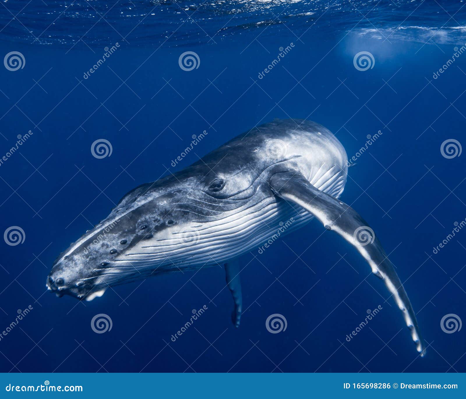 Humpback Whale in Tonga stock photo. Image of coral - 165698286