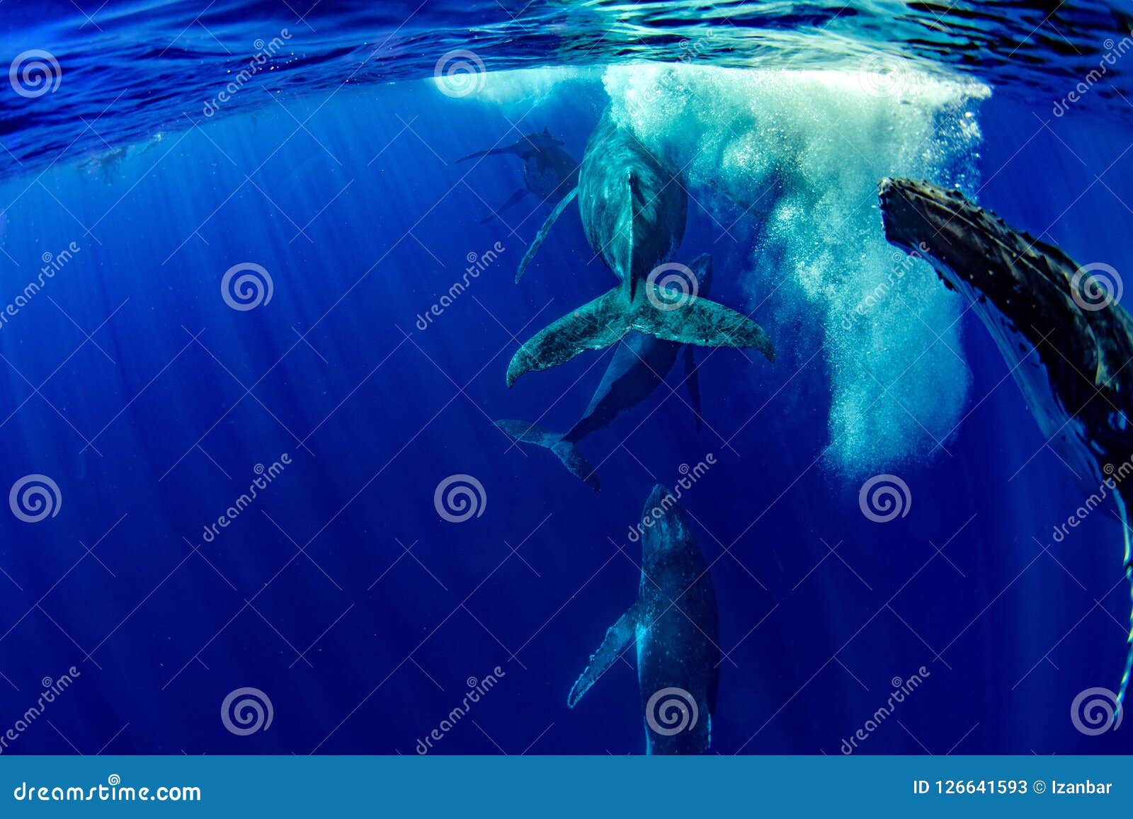 Humpback Whale Underwater in Moorea French Polynesia Stock Image ...