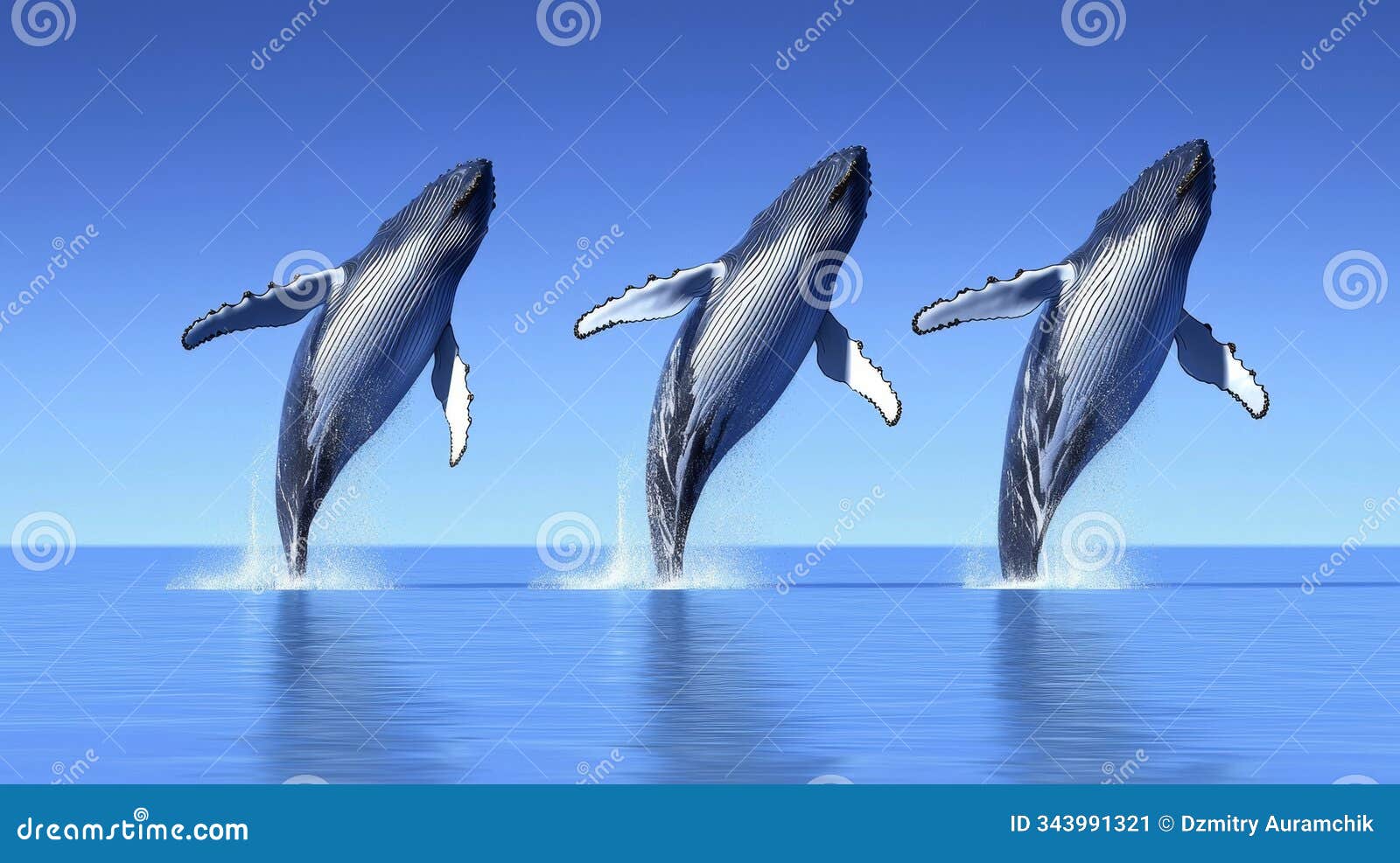 Humpback Whales Breaching, Water Splashing Everywhere Stock Image ...