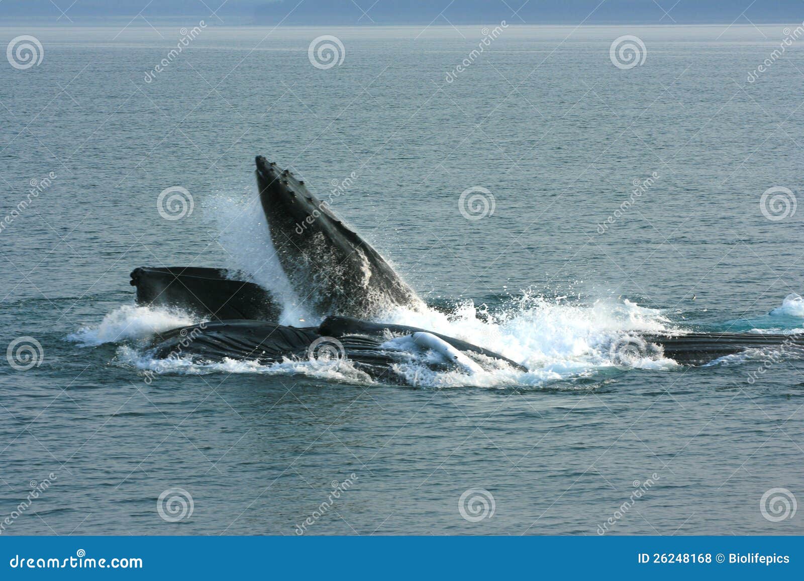 Humpback Whales Feeding stock photo. Image of gulls, breach - 26248168