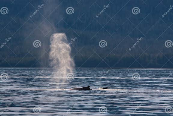 Humpback Whales Spouting stock photo. Image of water - 21359158