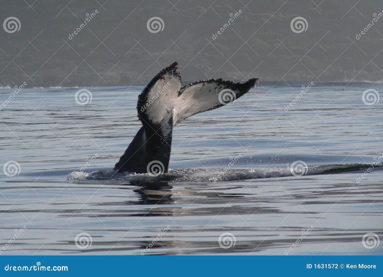 Humpback White Tail stock photo. Image of humpback, novaeangliae - 1631572