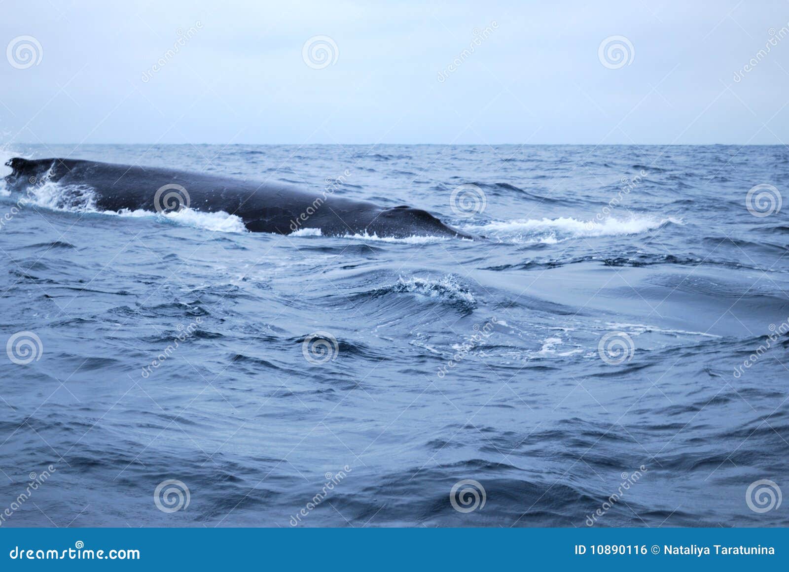 Humpbacked whale stock photo. Image of power, large, fish - 10890116