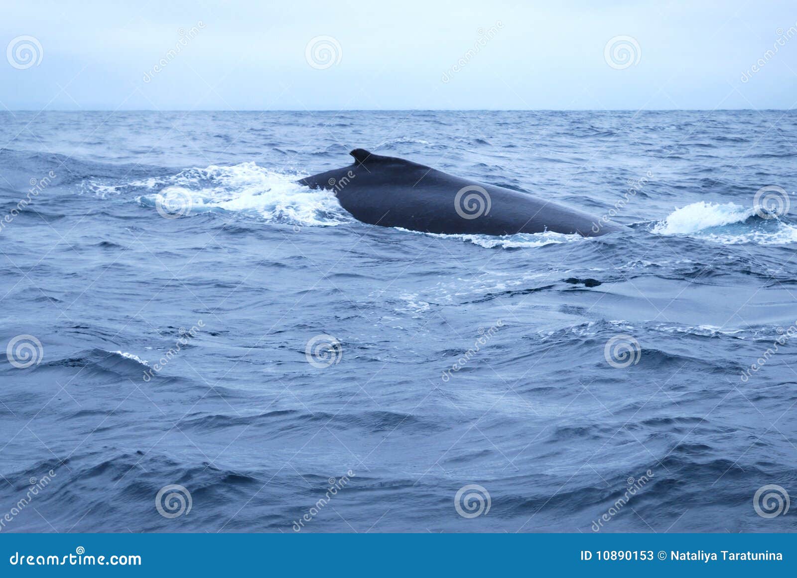 Humpbacked Whale stock image. Image of diving, fish, mammal - 10890153