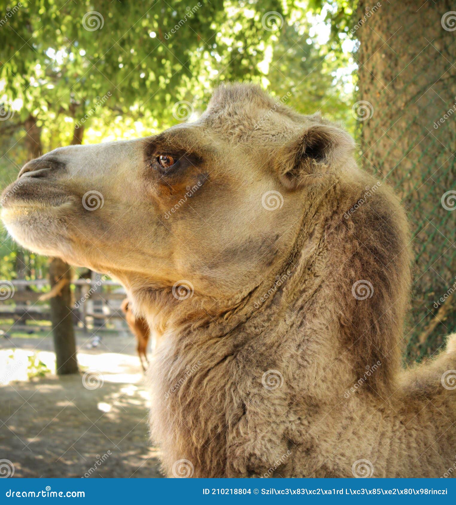 Humped Camel from Side View Smile in Zoo. Editorial Stock Image - Image ...