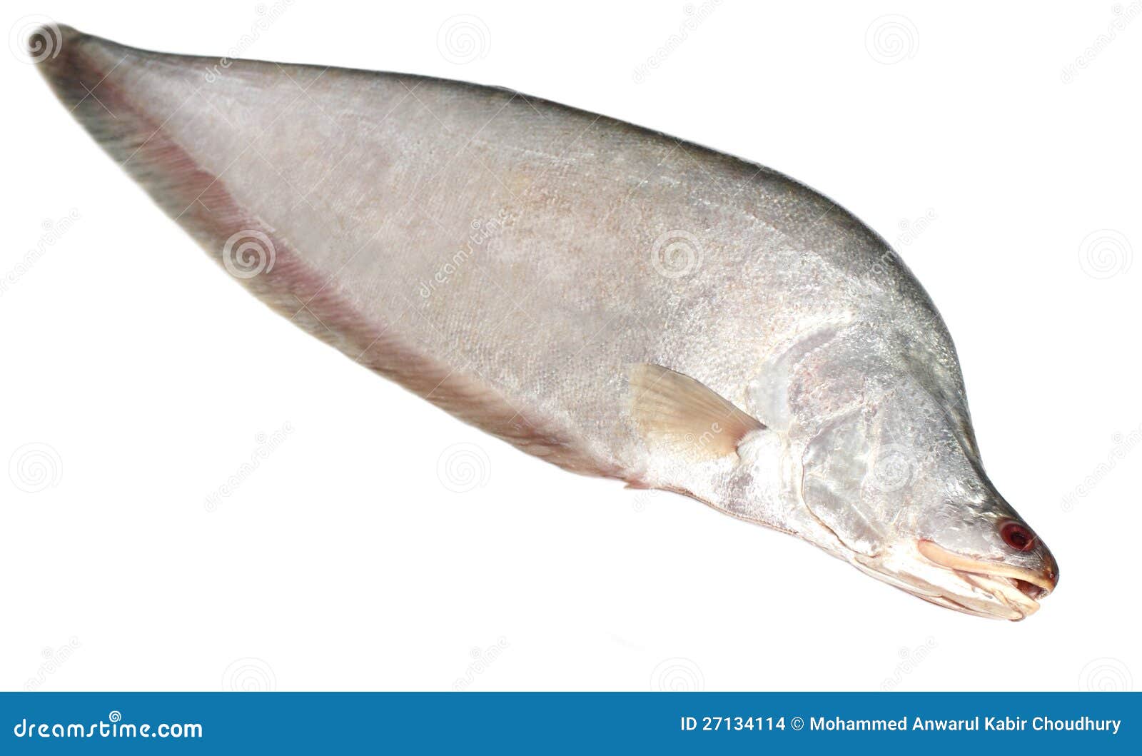 Humped Featherback or Fresh Water Chitol Fish Stock Photo - Image of ...
