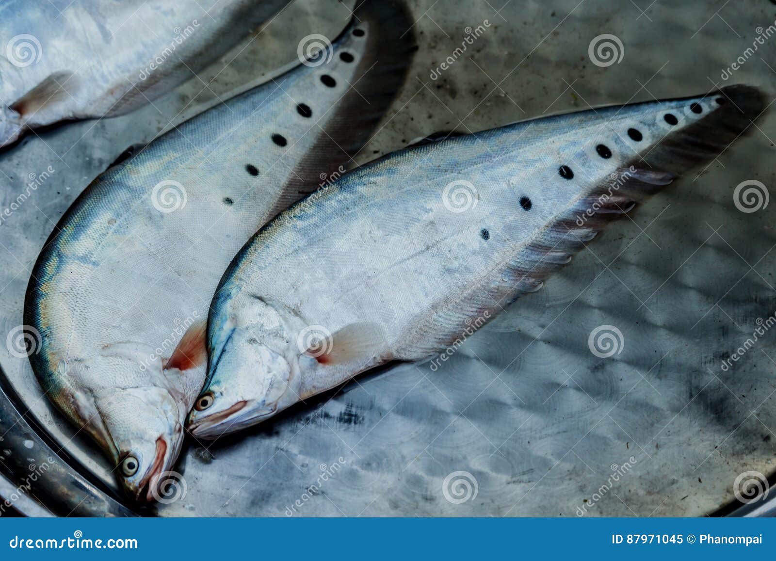 Chital Fish Is Also Known As "Clown Knife Fish" . Bihu Special . Catla ...