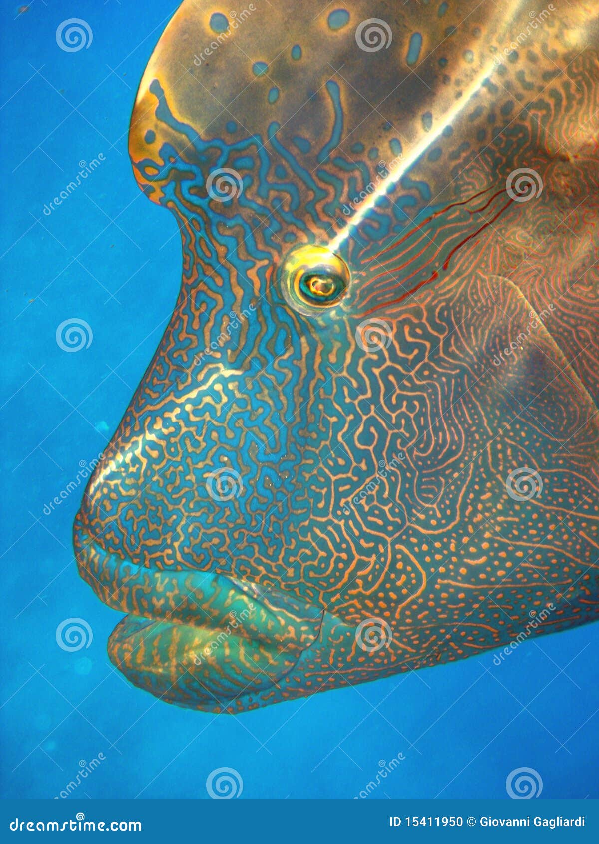 Humphead Maori Wrasse, Australia Stock Photo - Image of marine ...