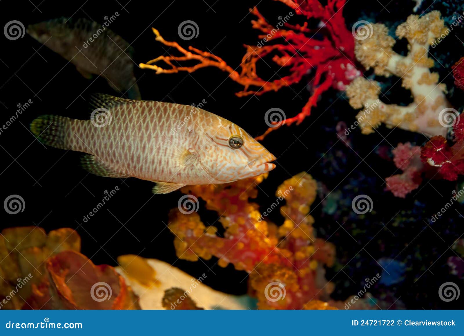 Humphead maori wrasse fish stock photo. Image of undulates - 24721722